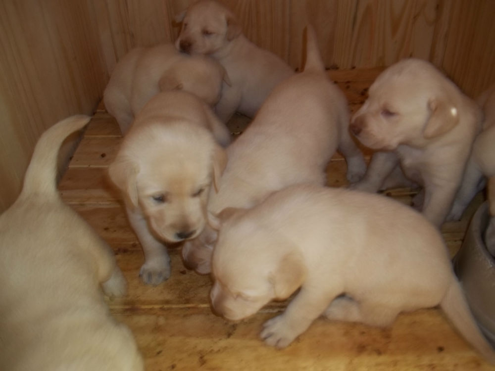 Filhotes de labrador