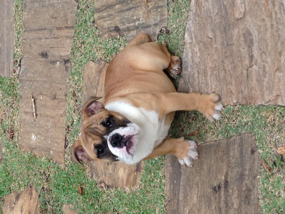 Melhor Bulldog Ingles