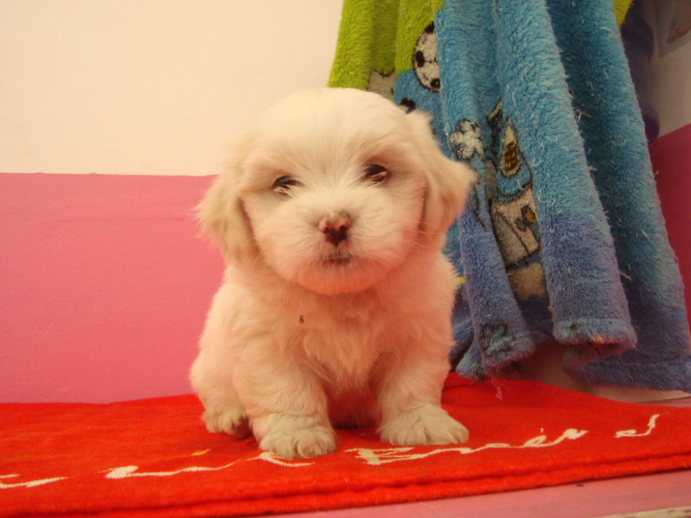 Macho Branco Lhasa Apso - Cachorros Brasil