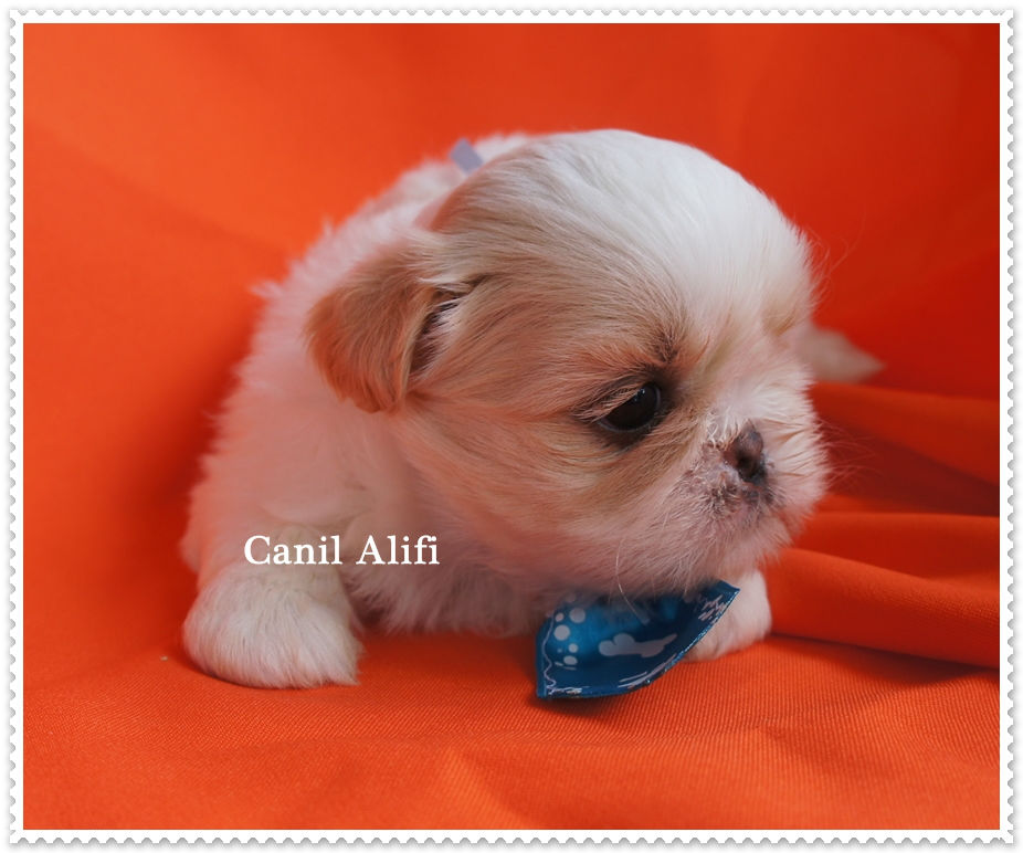 lindos filhotes de shih tzu - Cachorros Brasil