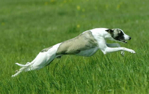 Lindíssimo e raro filhote de Mini Galgo Inglês - Cachorros Brasil