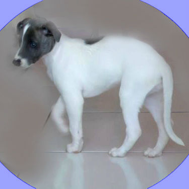 Lindíssimo e raro filhote de Mini Galgo Inglês - Cachorros Brasil