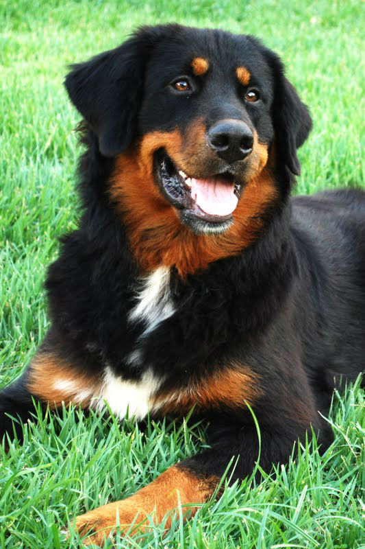 Filhotes Bernese Mountain - Cachorros Brasil