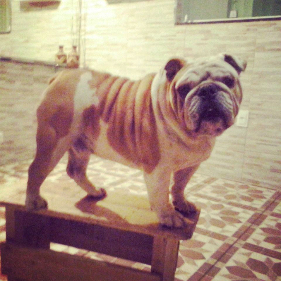 Melhor Bulldog Ingles