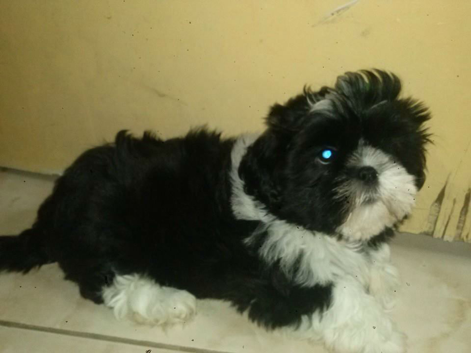 Linda femea shitsu cor preta e branca - Cachorros Brasil