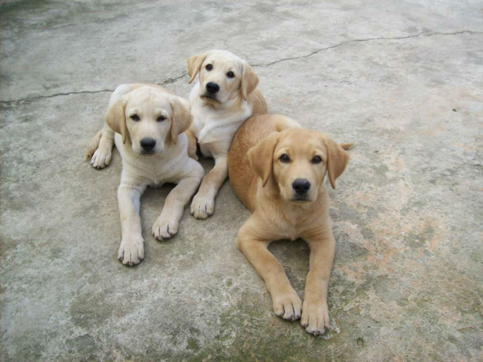 Filhotes de Labrador - Cachorros Brasil