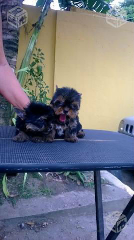 Filhotes Yorkshire Micro - Cachorros Brasil