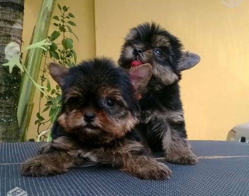 Filhotes Yorkshire Micro