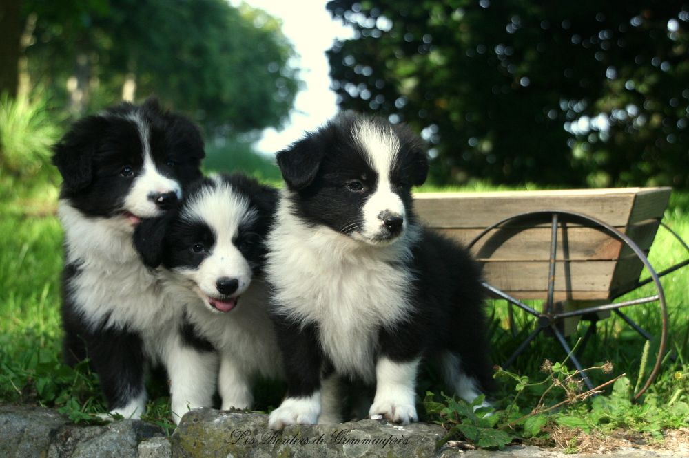 Border collie filhotes - Cachorros Brasil