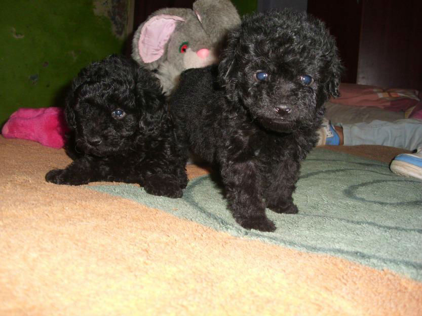 Poodle Toy Preto