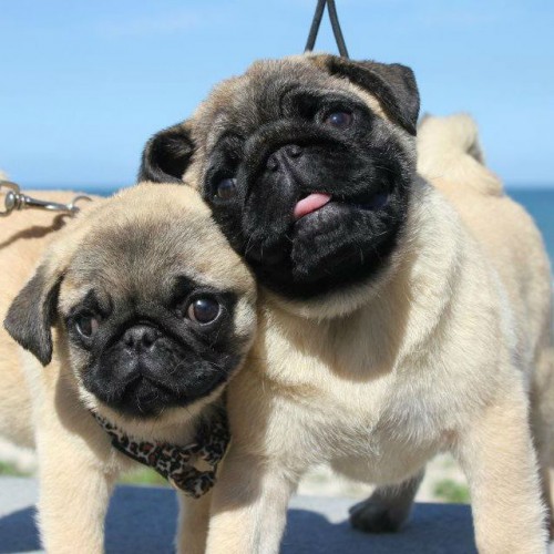 Pug - Cachorros Brasil