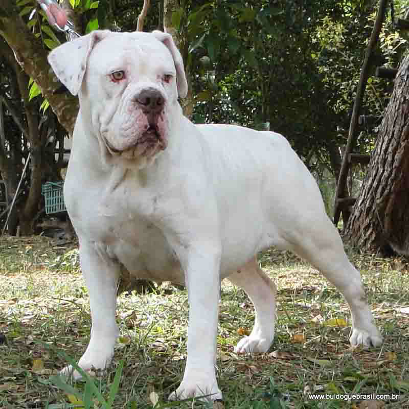 Buldogue campeiro - Cachorros Brasil