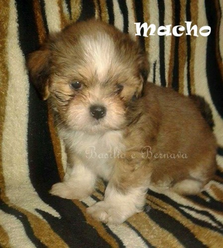 Lhasa Apso Macho e fêmea - Cachorros Brasil