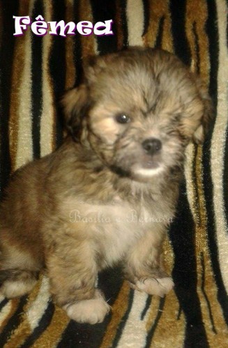 Lhasa Apso Macho e fêmea