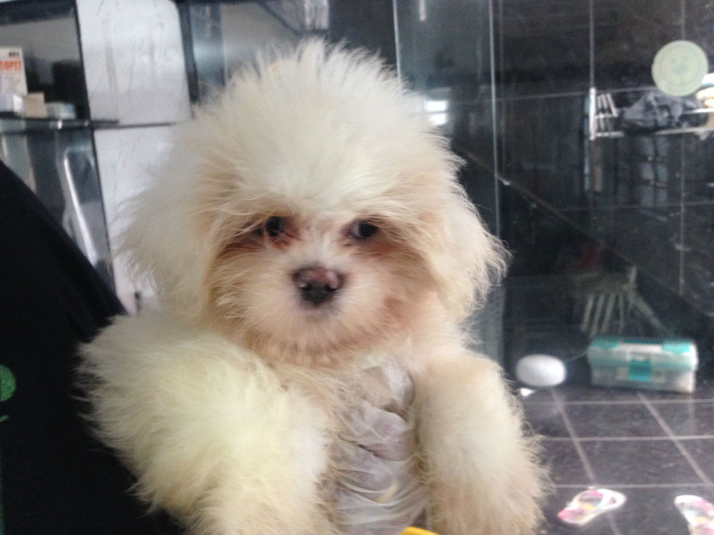 Lhasa Apso asa Apso Macho Pedigree Sobraci Parcelamos no Cartão de ...