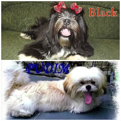 Lhasa Apso Macho e fêmea - Cachorros Brasil