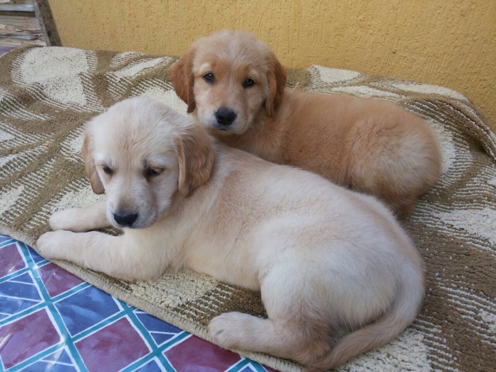 Filhotes De Golden Retriever