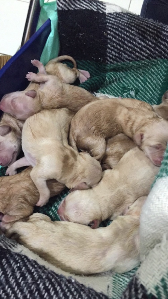 Filhotes de labrador - Cachorros Brasil