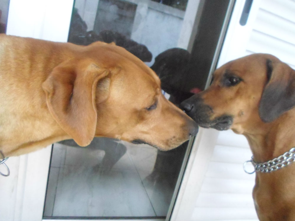 Rhodesian Ridgeback - Leão da Rodésia - Cachorros Brasil