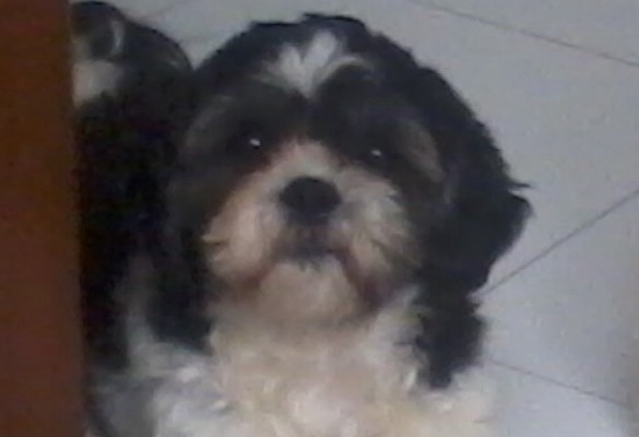 Doação Lhasa Apso Macho