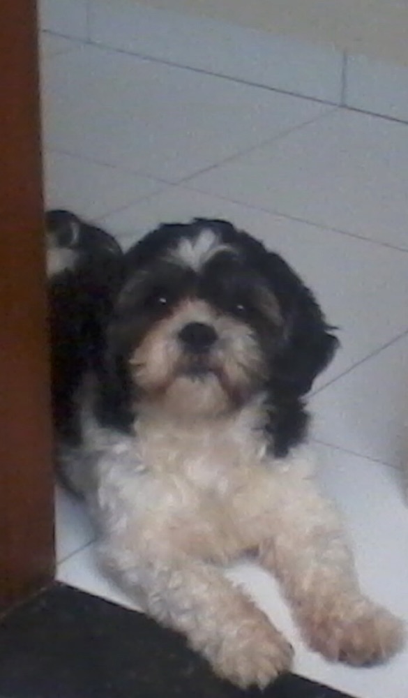 Doação Lhasa Apso Macho - Cachorros Brasil