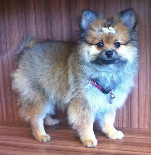 Filhote de Spitz Alemão