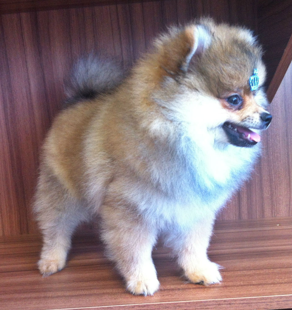 Filhote de Spitz-Alemão Macho - Cachorros Brasil