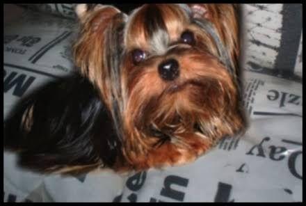 Lindíssima filhotinha de Yorkshire Micro - Cachorros Brasil