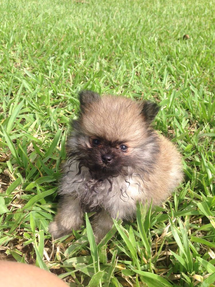 Filhotes de Spitz Alemão - Cachorros Brasil