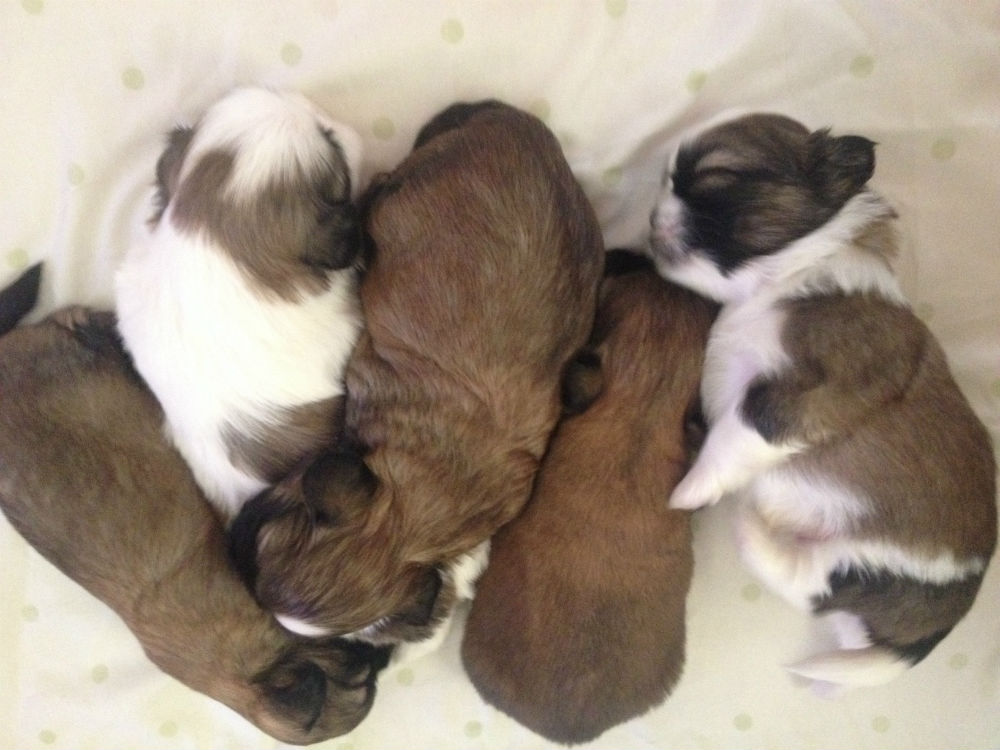 Perfeitos e lindos filhotes de Shih Tzu 30 dias - Cachorros Brasil