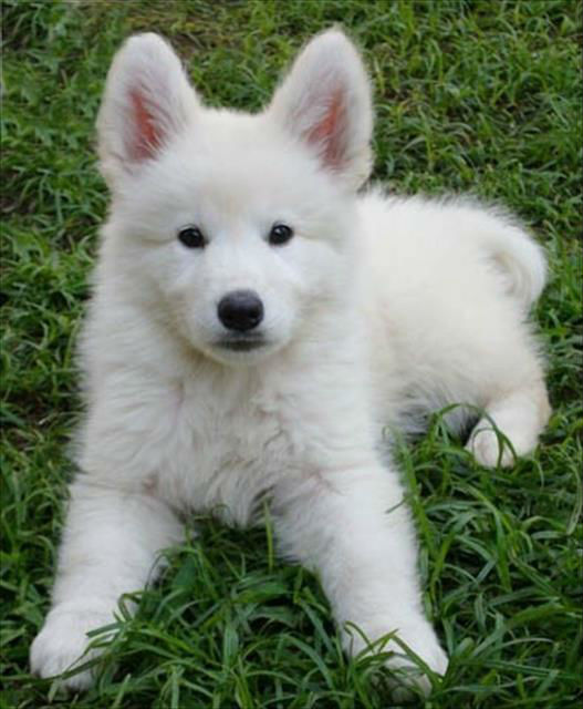 Pastor Branco lindos filhotes - Cachorros Brasil