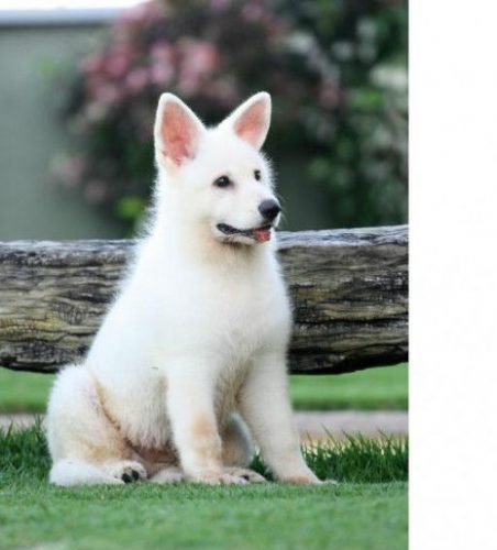 Pastor Branco lindos filhotes