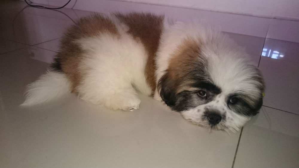 Filhote macho de lhasa apso - Cachorros Brasil