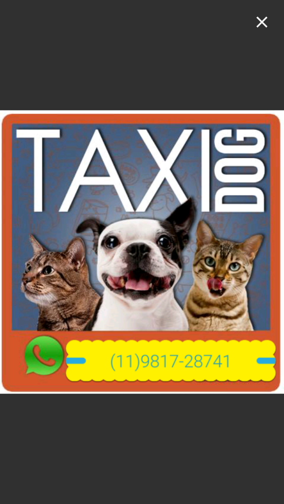 Taxi Dog - Cachorros Brasil