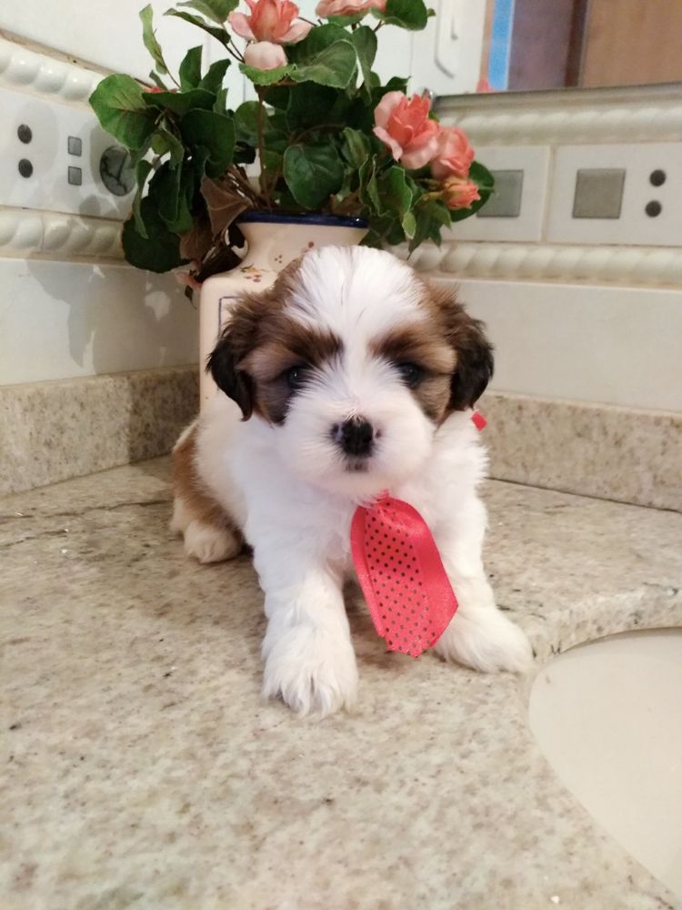 Lindos filhotes Shitzu - Cachorros Brasil