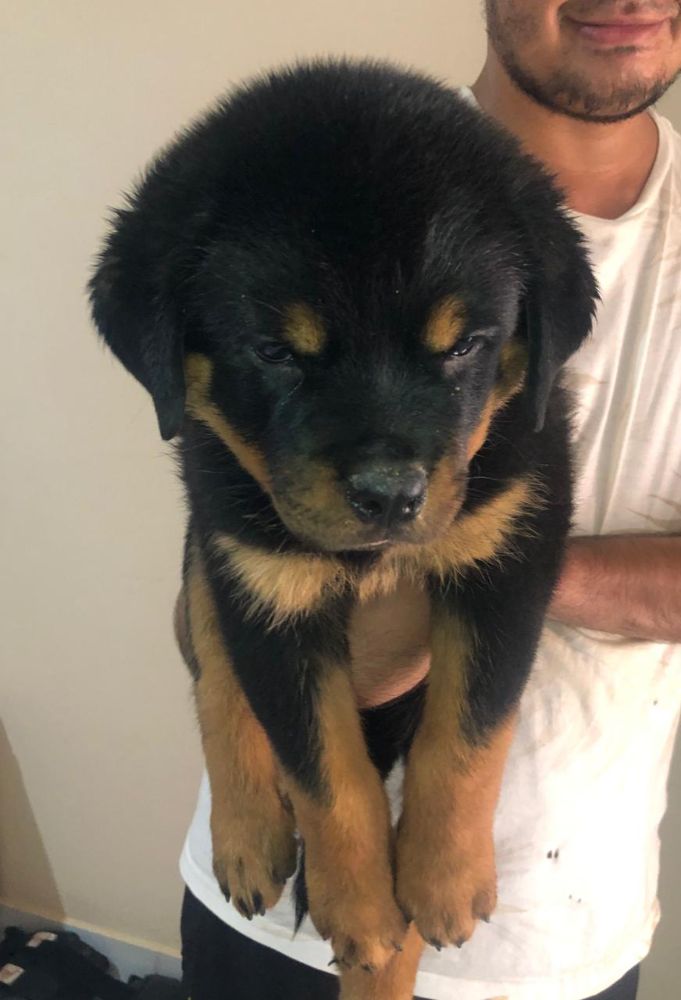 filhote de rottweilers - Cachorros Brasil