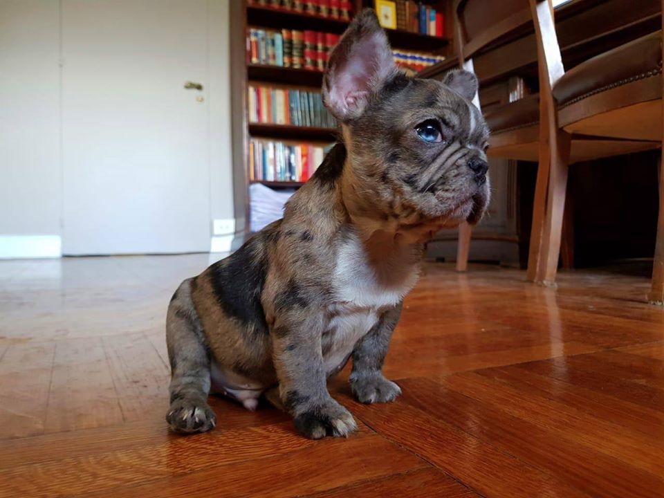 Filhotes de Buldog Françês Exóticos Blue, e merles - Cachorros Brasil
