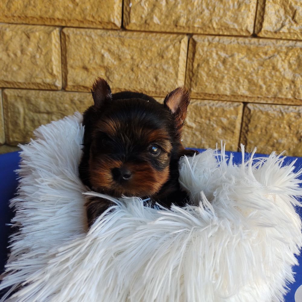 Yorkshire micro - Cachorros Brasil