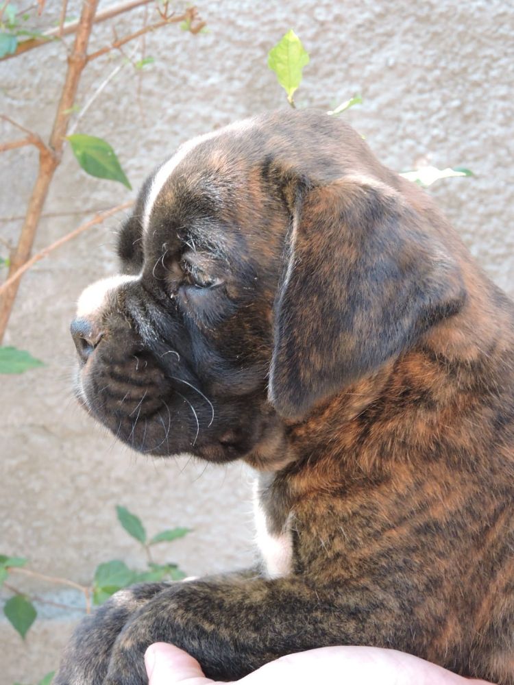 Filhotes de boxer - Cachorros Brasil