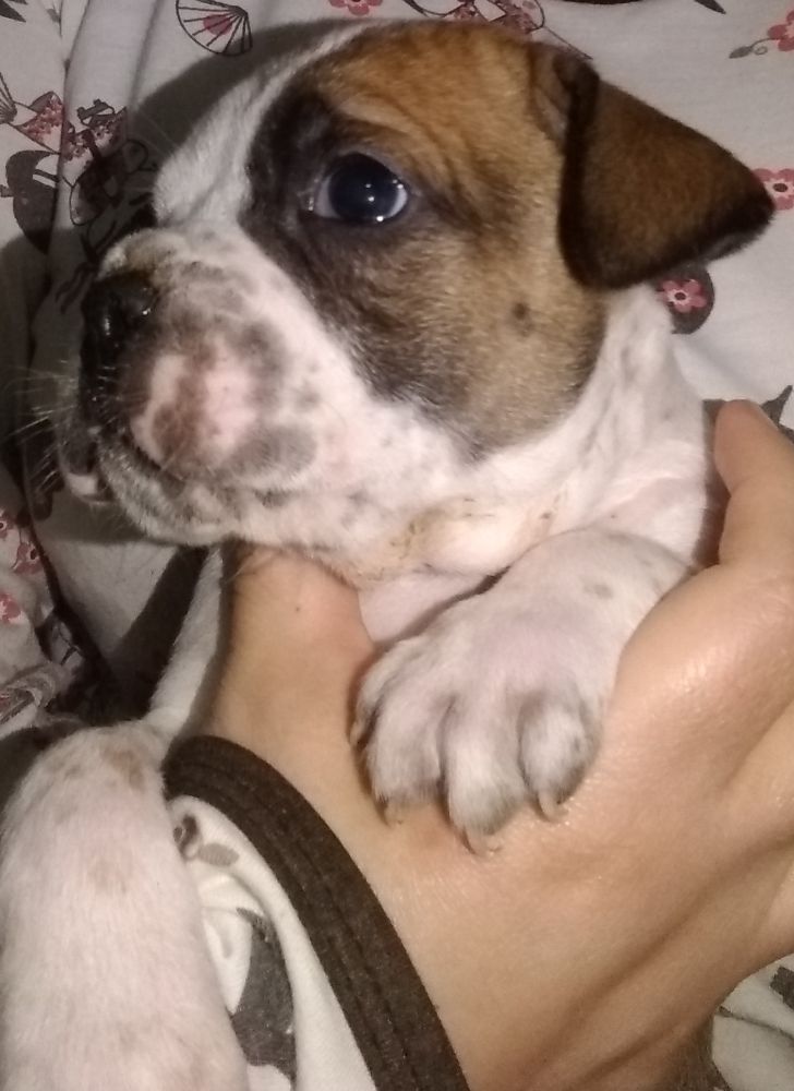 Filhotes de Boxer puro machos - Cachorros Brasil