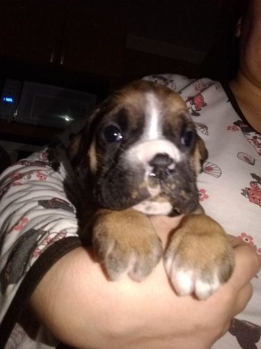 Filhotes de Boxer puro machos