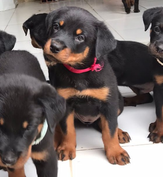Filhote de Rottweiler - Cachorros Brasil