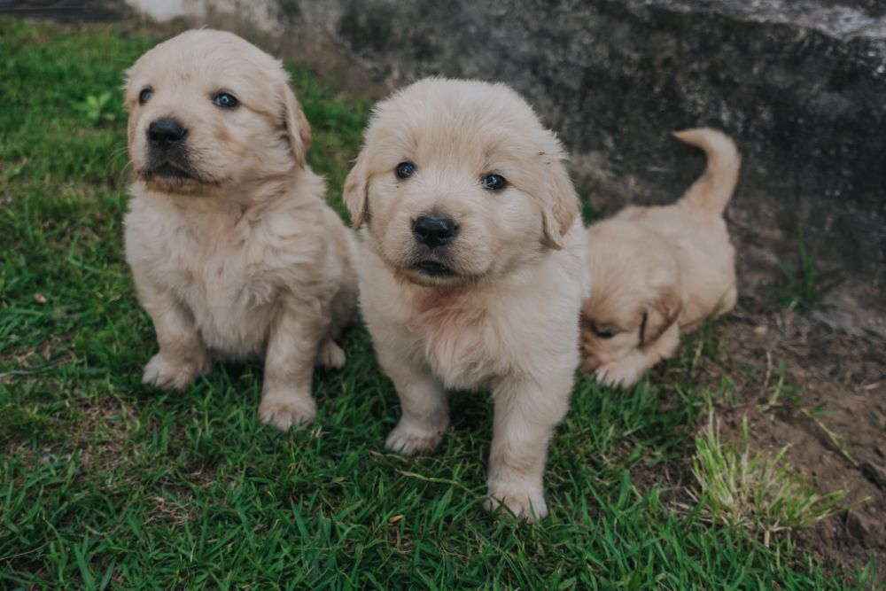Filhotes De Golden Retriever