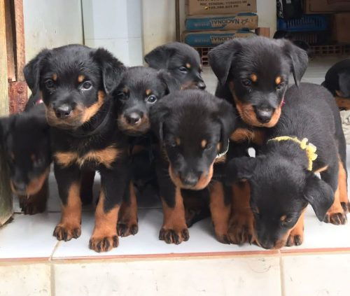 Filhote de Rottweiler