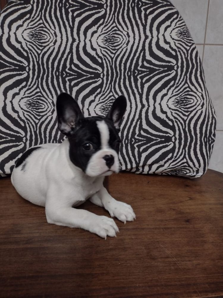 Venda de um lindo filhote de Buldog Francês - Cachorros Brasil