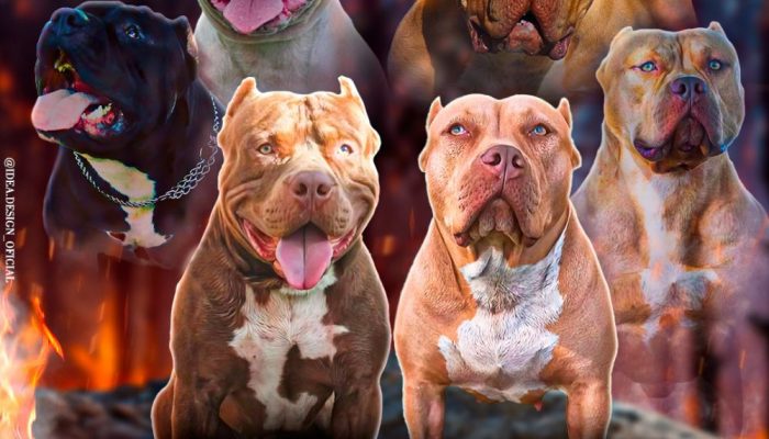 FILHOTES DE PIT MONSTER