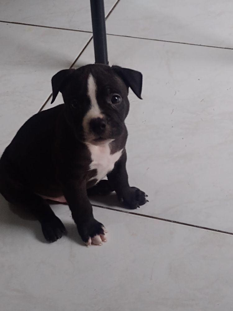 Filhotes de American Bully - Cachorros Brasil