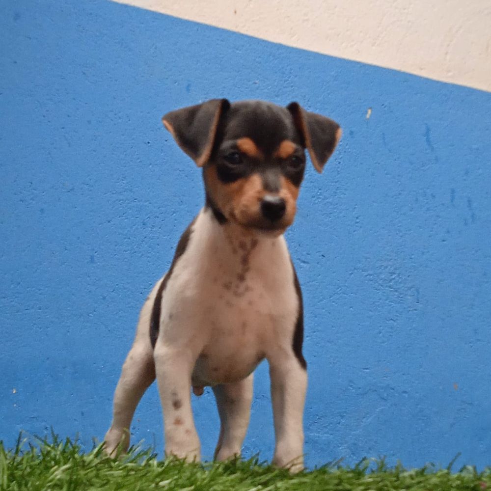 Fox paulistinha ( Terrier Brasileiro) - Cachorros Brasil