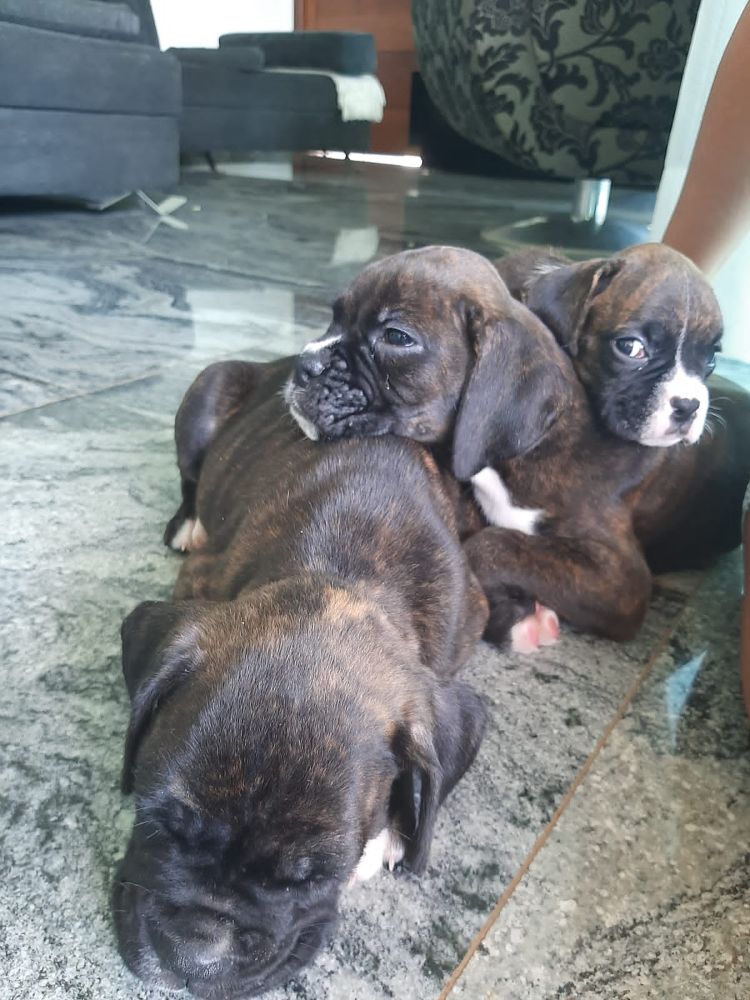 Filhote de cão BOXER macho - Cachorros Brasil