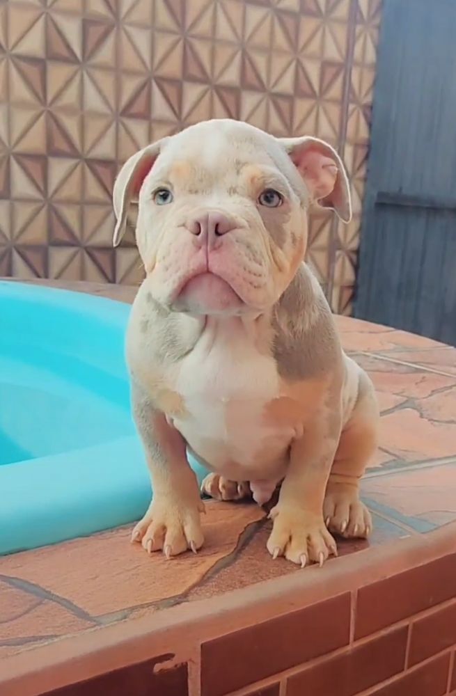 Filhotes de American bully e Exotic Bully - Cachorros Brasil
